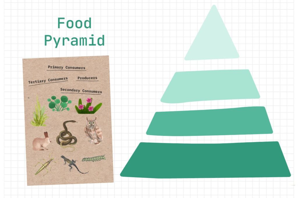 Food Pyramid Paragraph For Class 3, 4, 5, 6, 7, 8 (With 10 Lines)